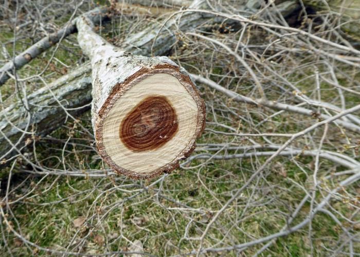 How to Tell if a Tree is Rotten Inside